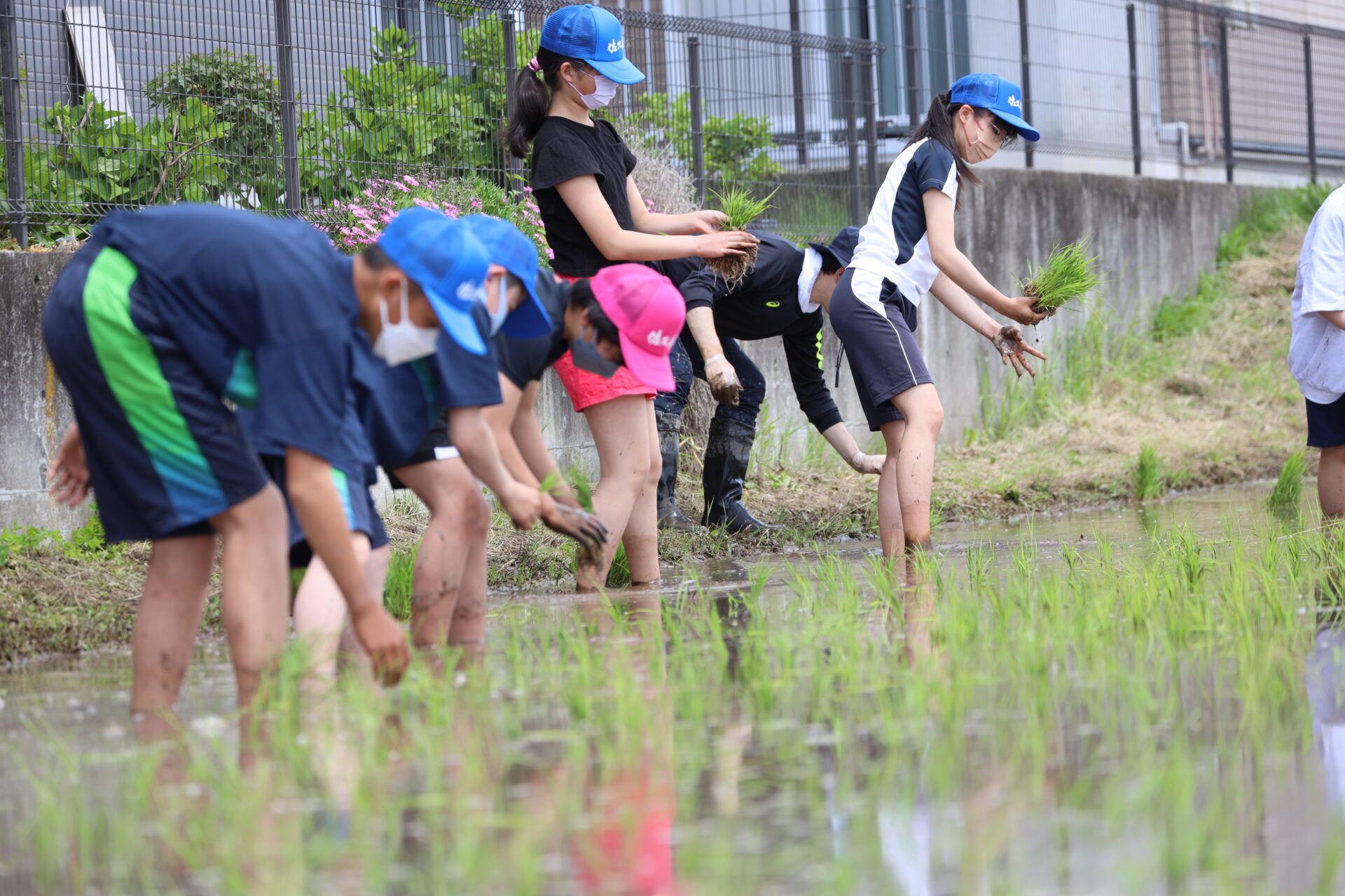 1年体験学習 田植え - 佐久長聖中学・高等学校